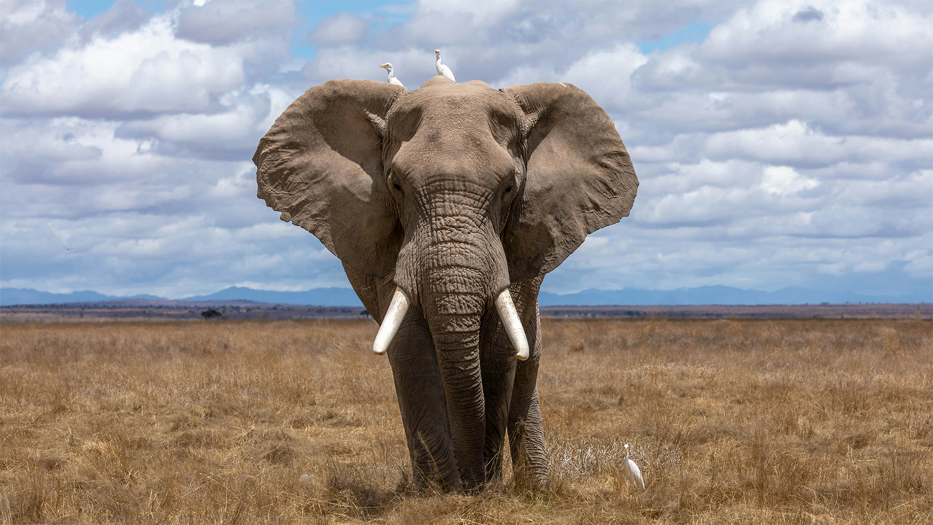 Quels sont les animaux qui entendent le mieux ? | Horend Goed Audiciens